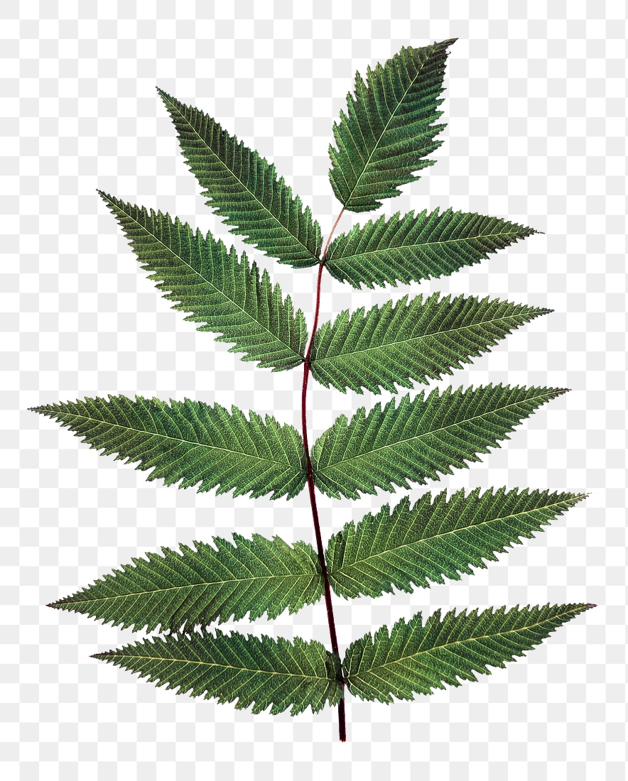 Leaf branch png sticker, cut | Premium PNG - rawpixel