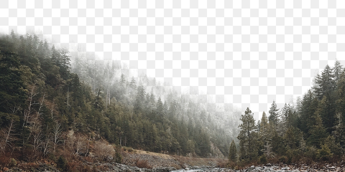 Forest png border, transparent background | Free PNG - rawpixel