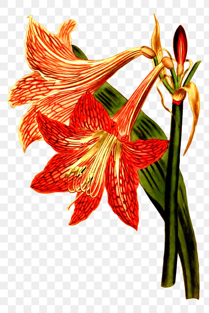 Amaryllis png sticker flower illustration, | Free PNG - rawpixel