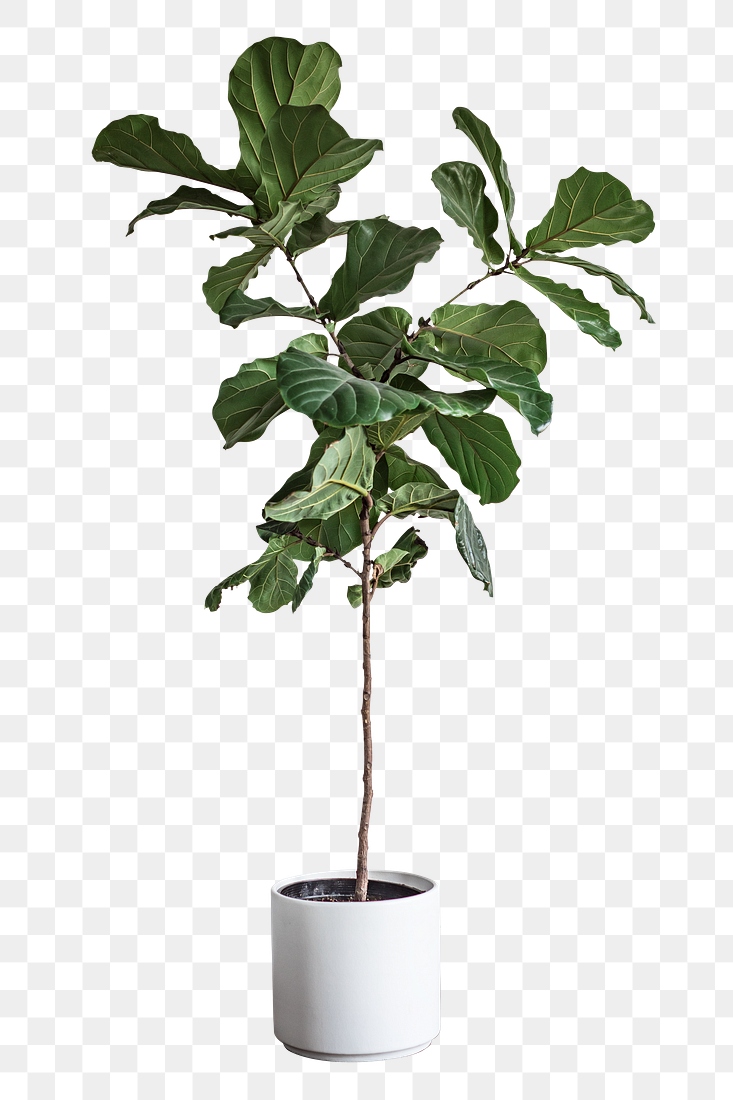 Fiddle leaf fig plant png | Premium PNG - rawpixel