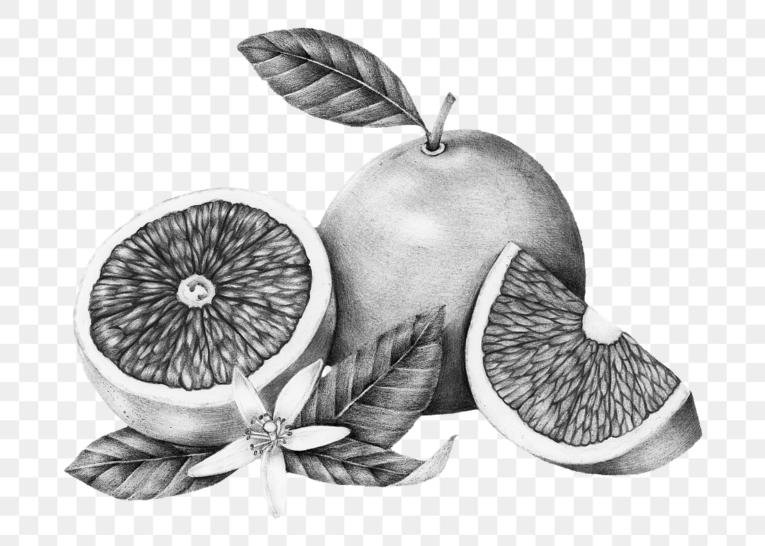 Orange sketch png sticker, transparent | Premium PNG - rawpixel