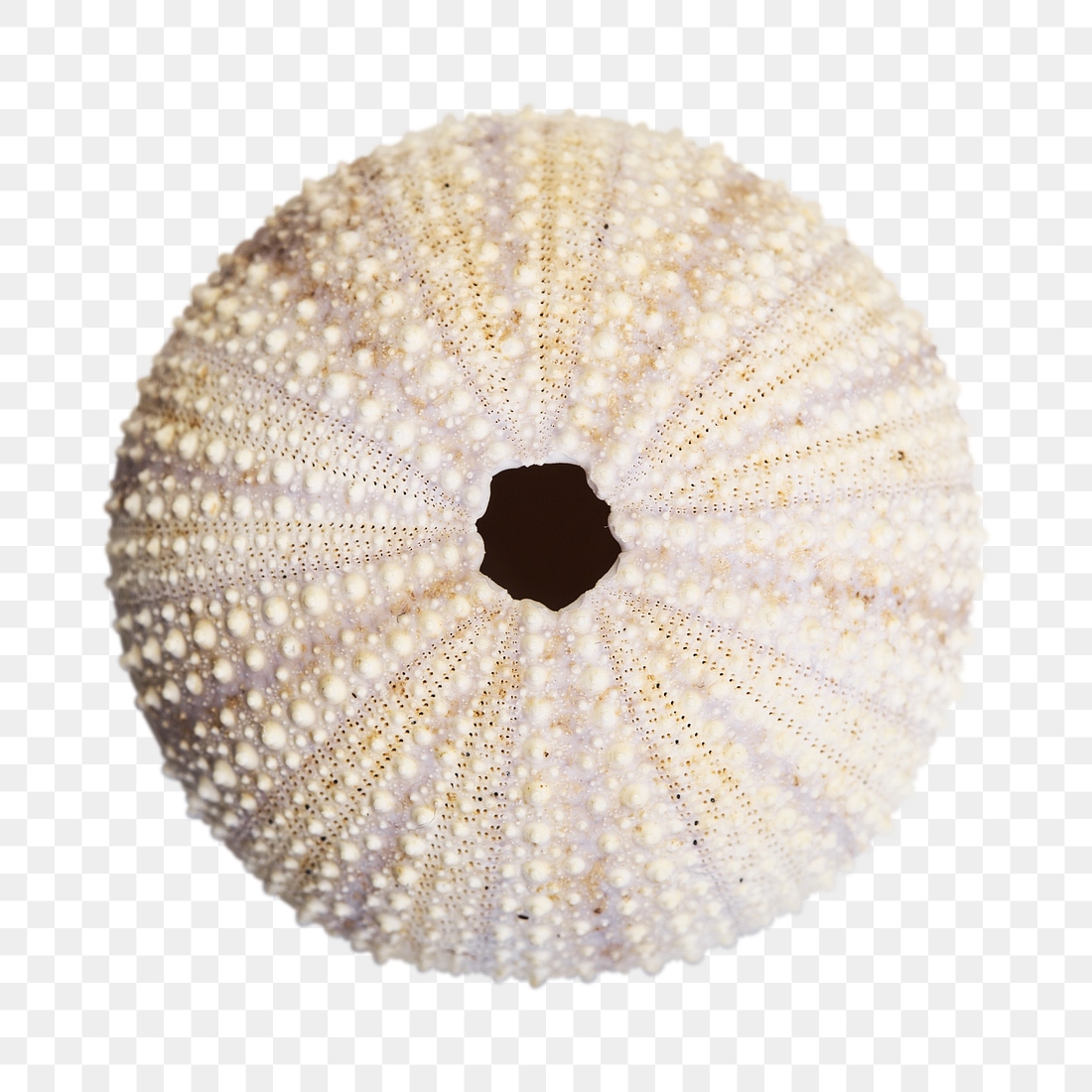 Urchin shell png sticker, transparent | Free PNG - rawpixel