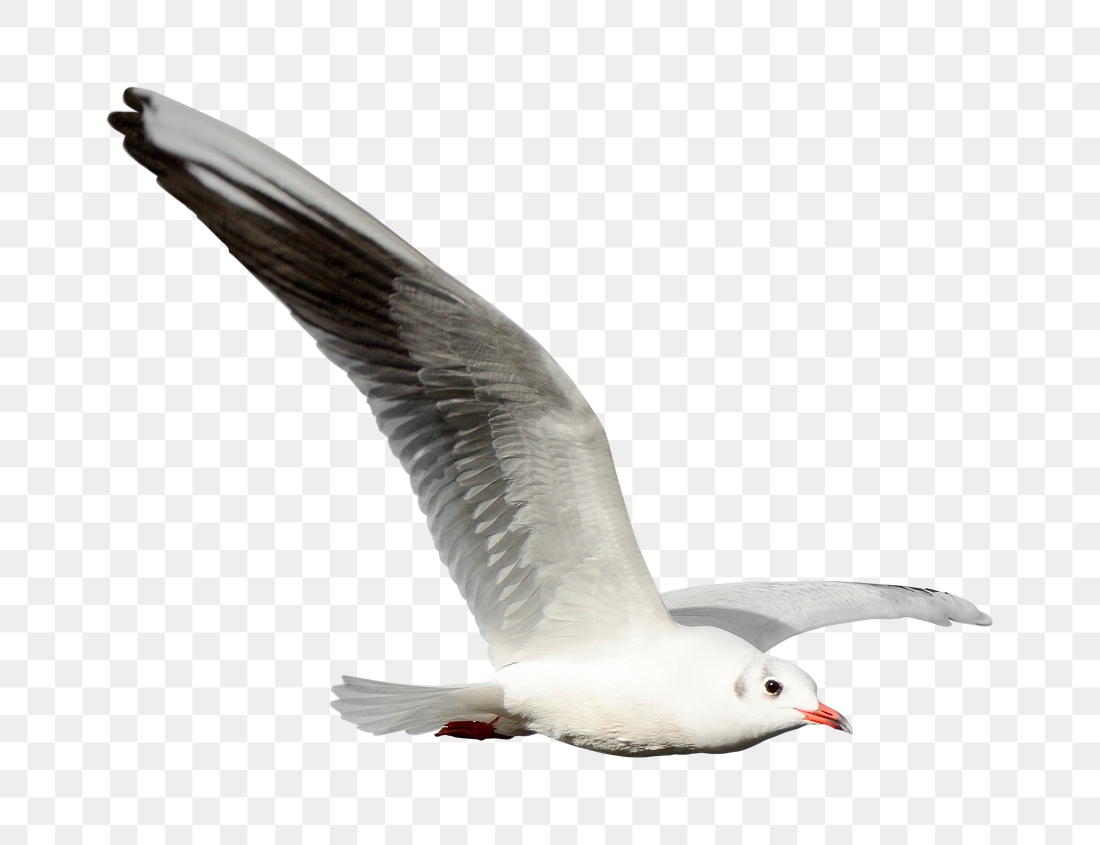 Flying seagull png sticker, transparent | Free PNG - rawpixel