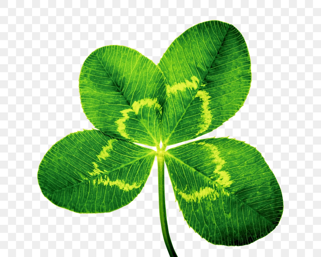 Clover leaf png sticker, transparent | Free PNG - rawpixel