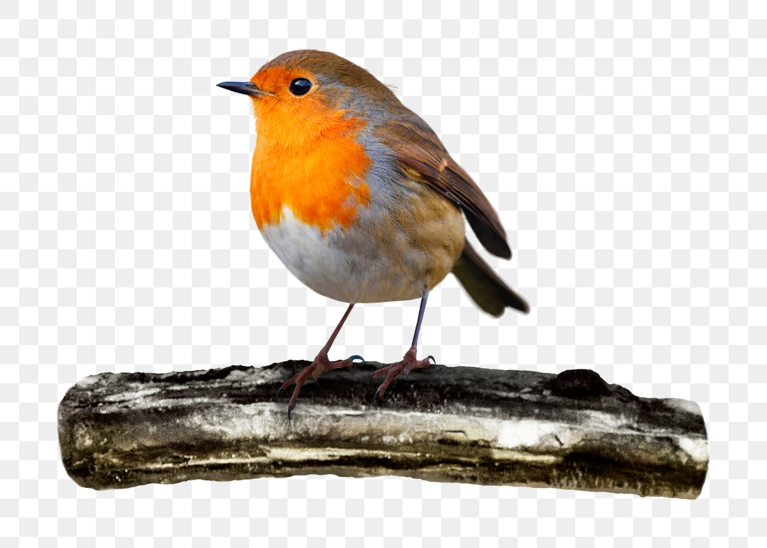 European robin bird png sticker, | Free PNG - rawpixel