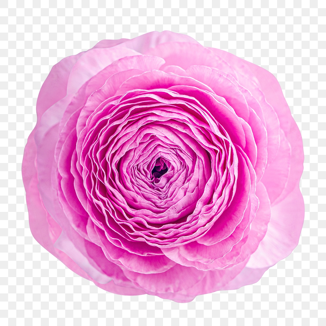 Pink ranunculus png sticker, transparent | Premium PNG - rawpixel