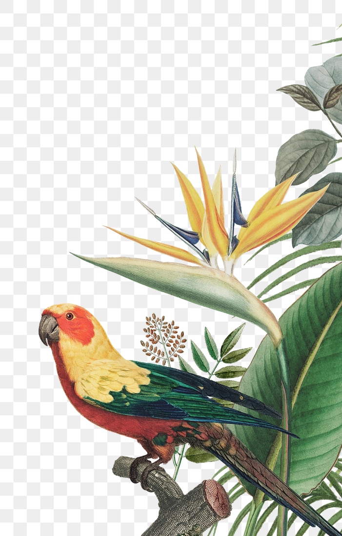 Sun parakeet png bird border | Premium PNG - rawpixel
