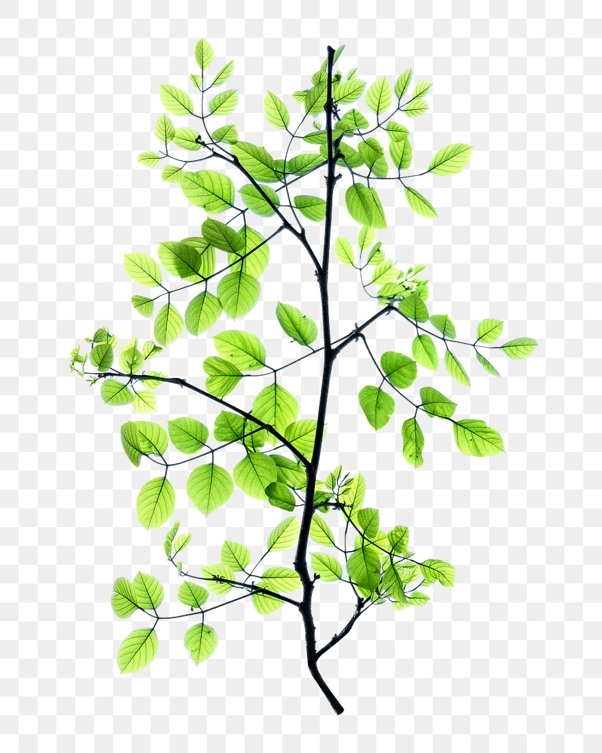 Green tree branch png, transparent | Free PNG - rawpixel