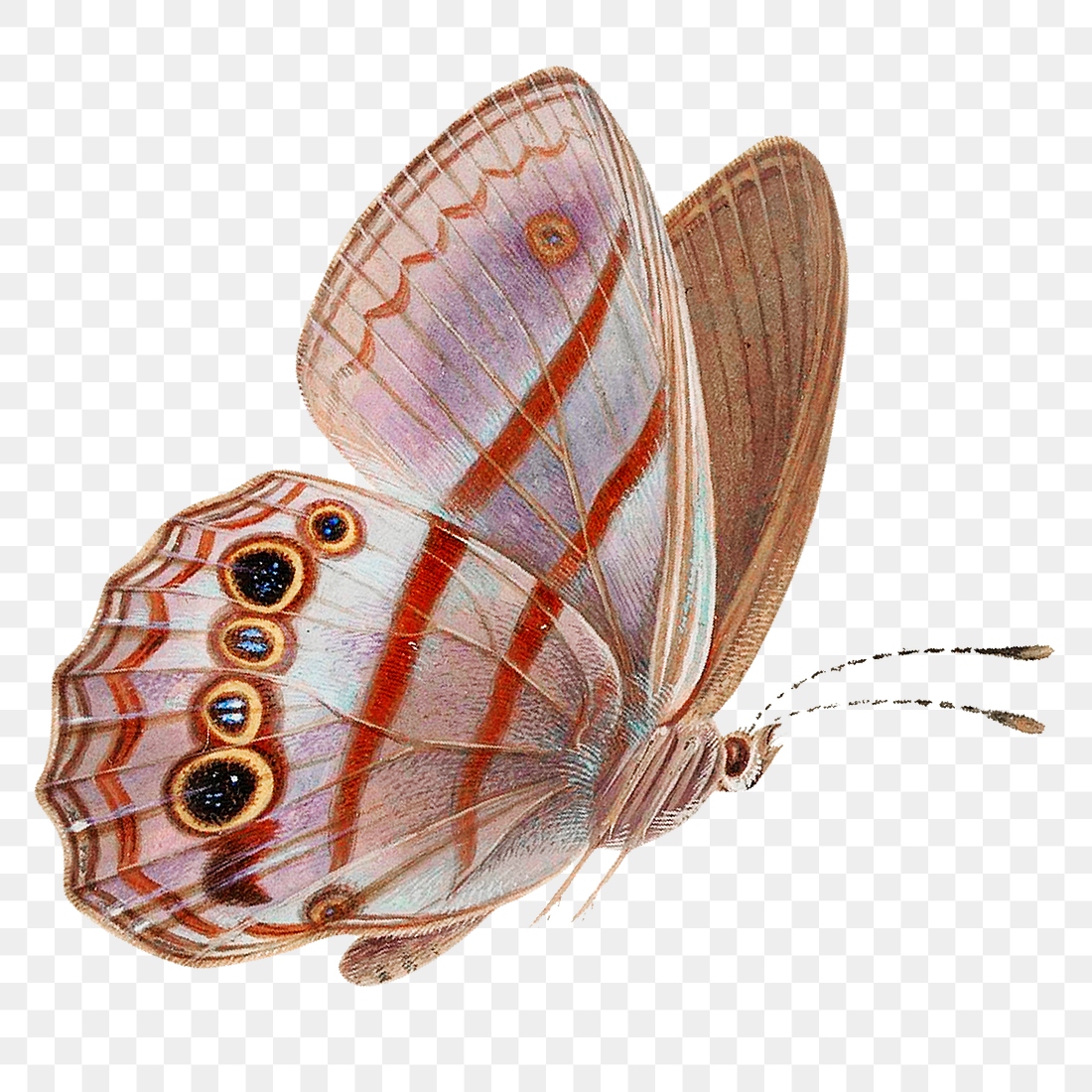 Pink butterfly png, transparent background | Premium PNG - rawpixel