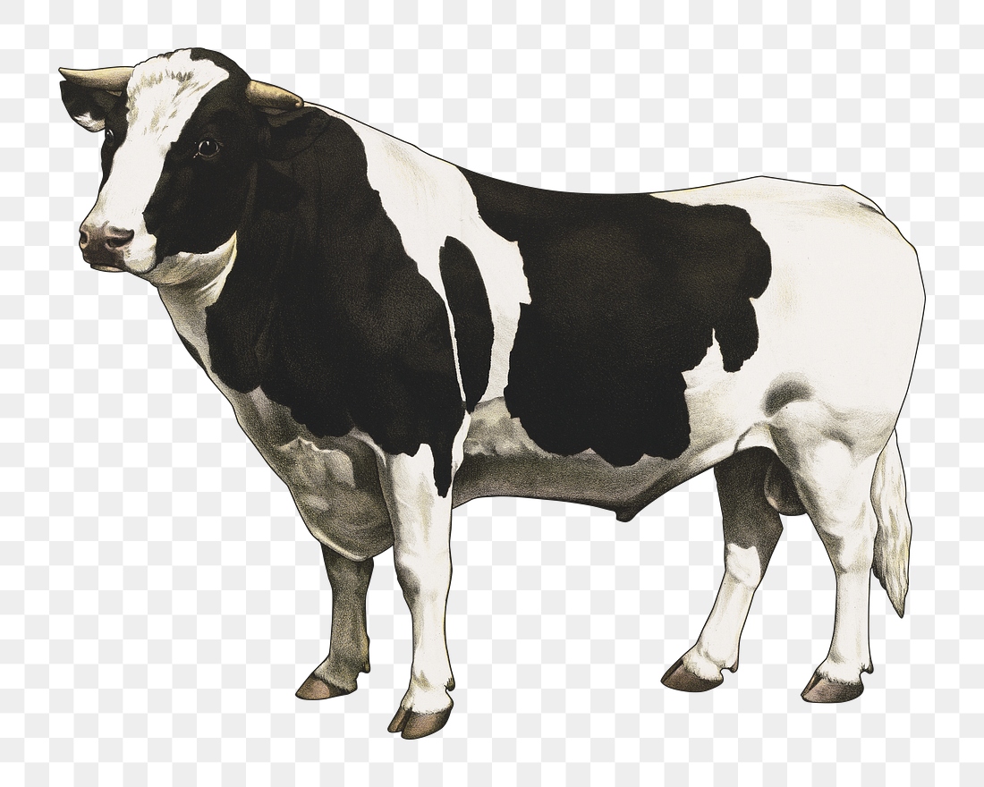 PNG dairy cattle vintage illustration | Premium PNG - rawpixel