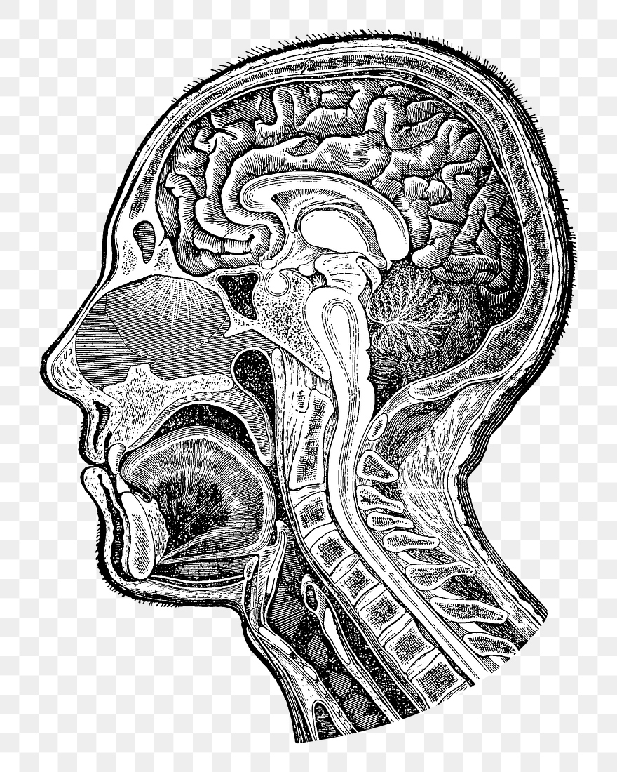 PNG Human head anatomy, vintage | Premium PNG - rawpixel