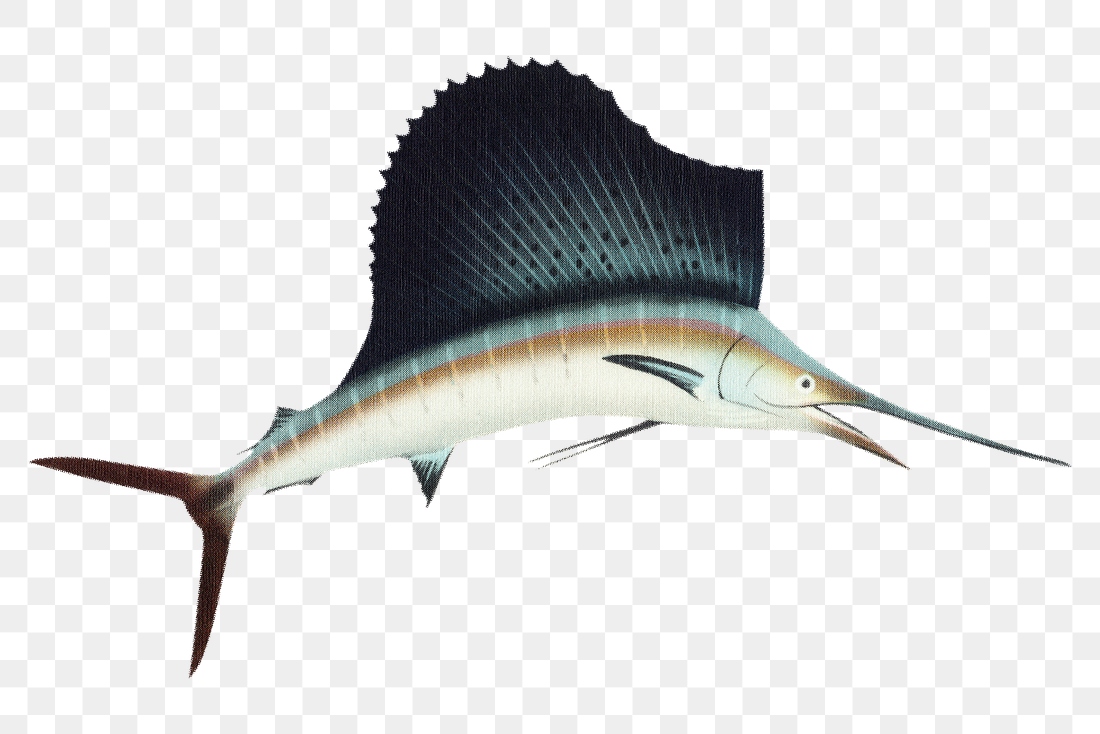 Sailfish png marine life, transparent | Premium PNG - rawpixel