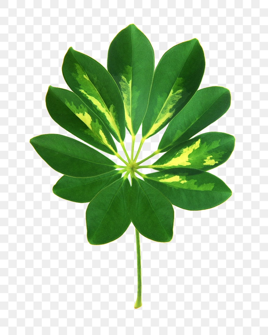 Png dwarf umbrella tree, transparent | Free PNG - rawpixel