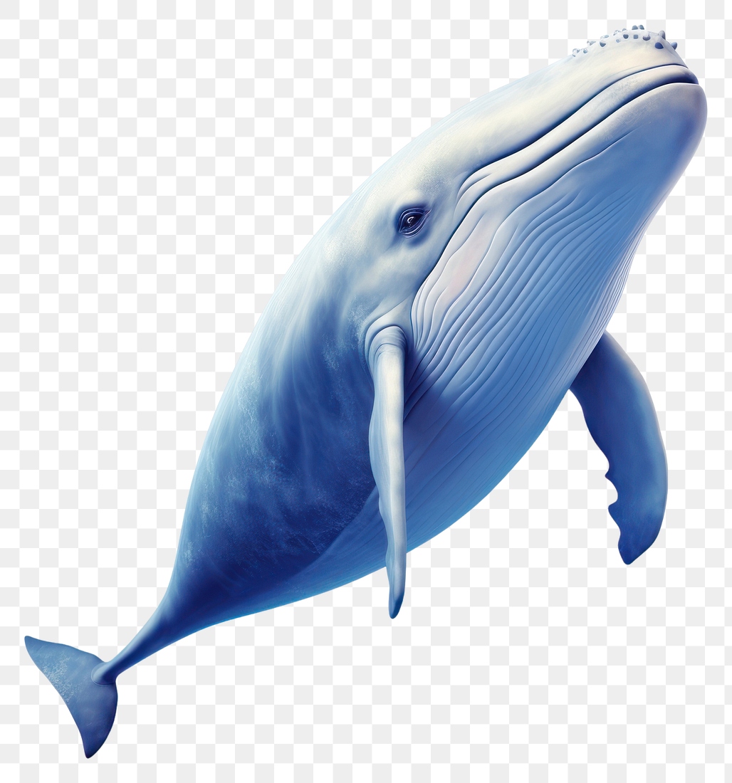 PNG Whale animal mammal fish. | Free PNG - rawpixel