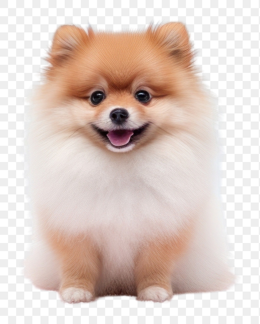 PNG Pomeranian mammal animal puppy. | Premium PNG - rawpixel
