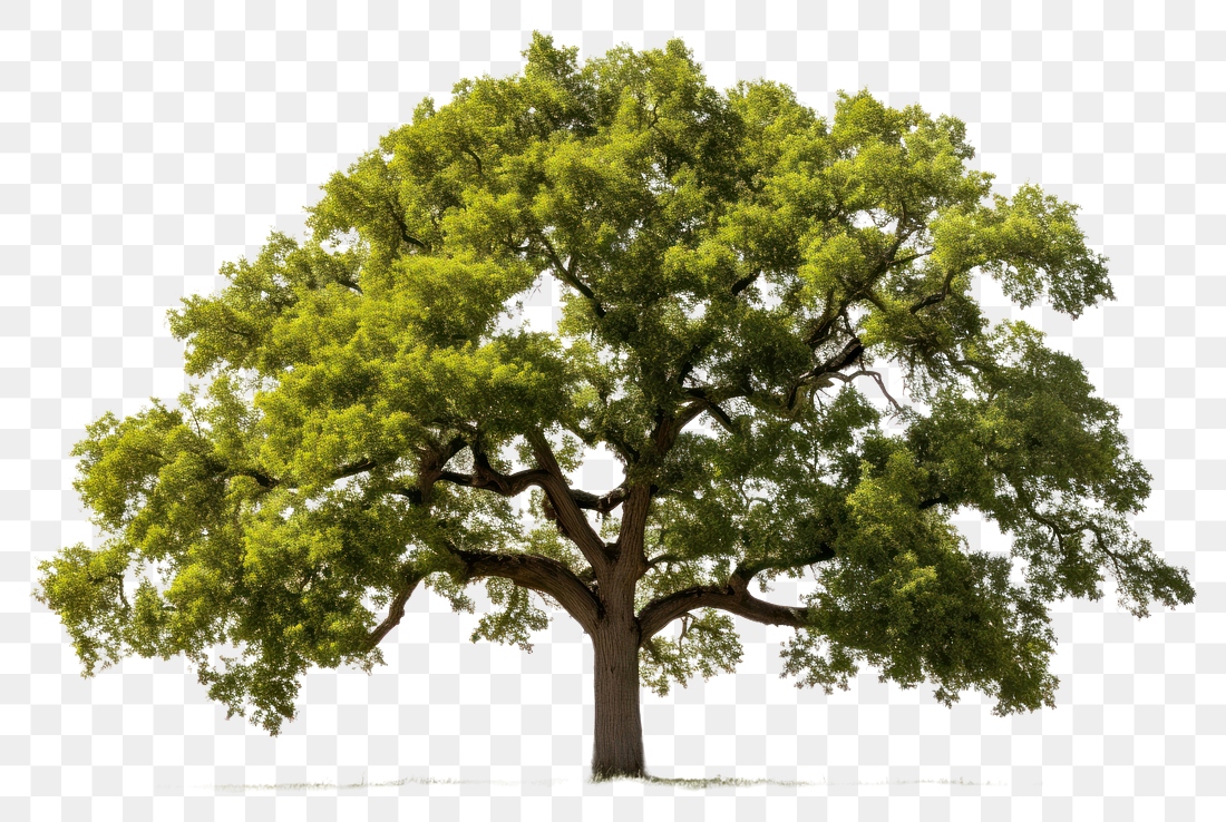 PNG Plant tree tranquility outdoors | Premium PNG - rawpixel