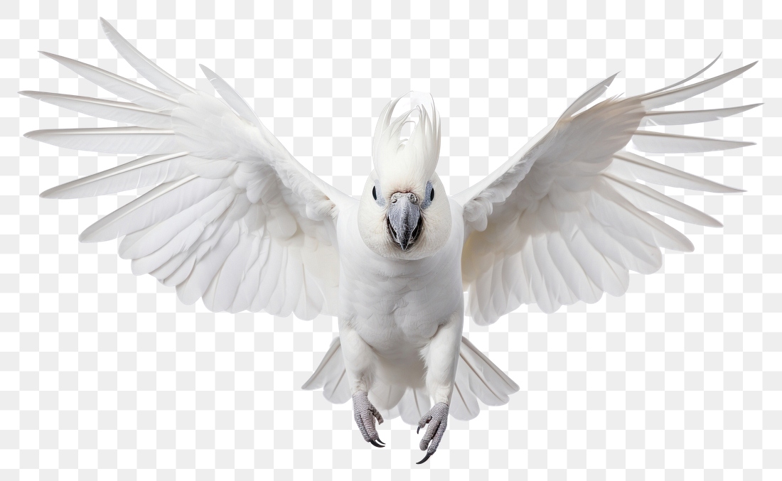 PNG Cockatoo bird animal parrot | Free PNG - rawpixel