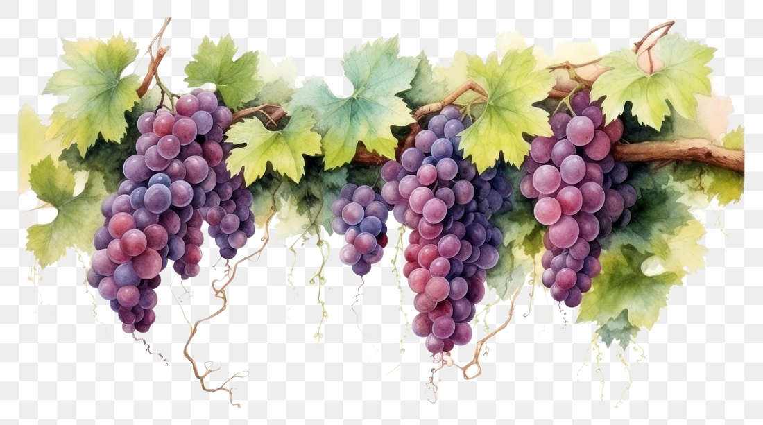 PNG Grapes plant food vine. | Premium PNG - rawpixel