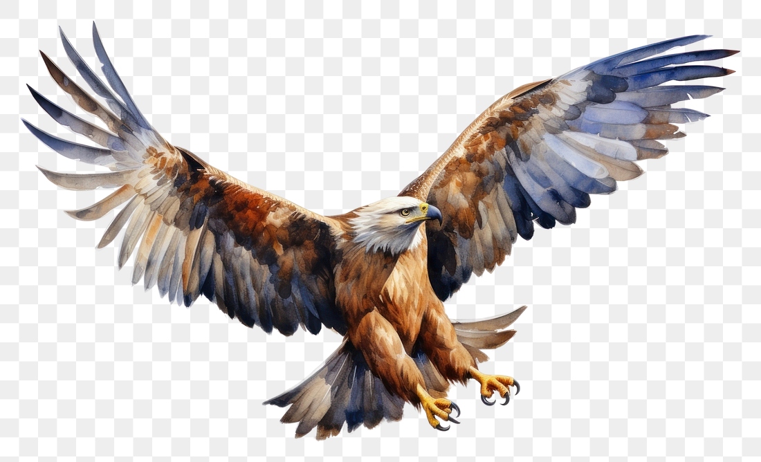 PNG Vulture buzzard animal flying. | Premium PNG - rawpixel