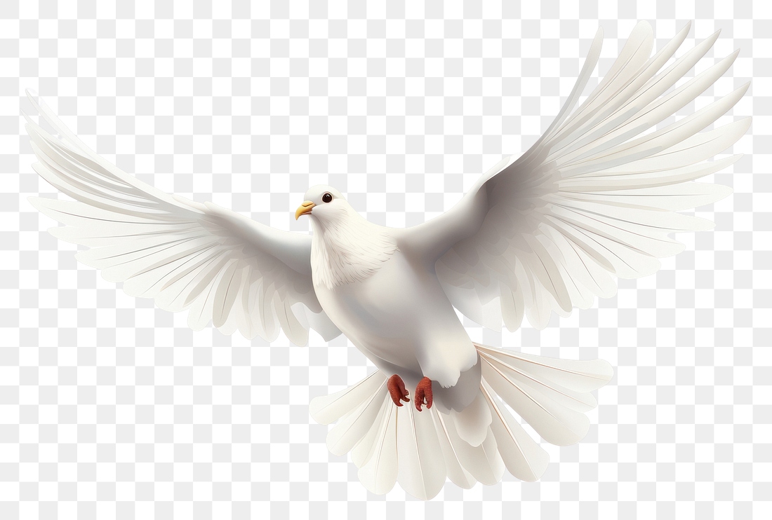 PNG Animal bird wildlife seabird | Premium PNG - rawpixel