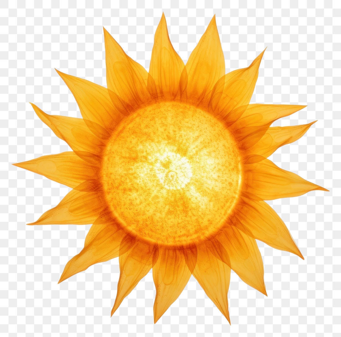 PNG Sun sunflower sunlight plant. | Premium PNG - rawpixel