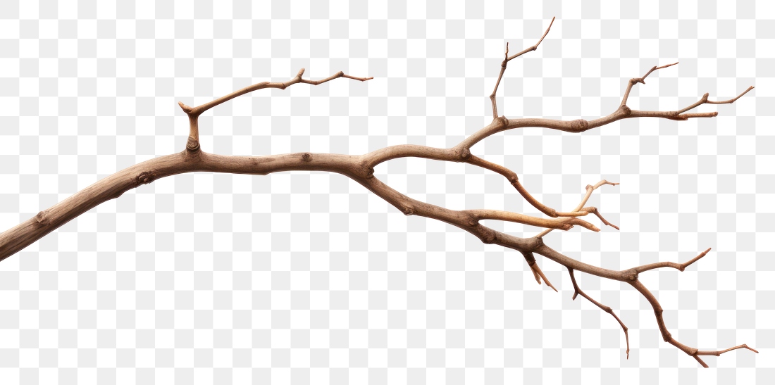 PNG Tree branch plant transparent | Premium PNG - rawpixel