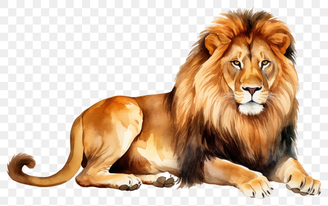 PNG Mammal animal lion relaxation | Premium PNG - rawpixel