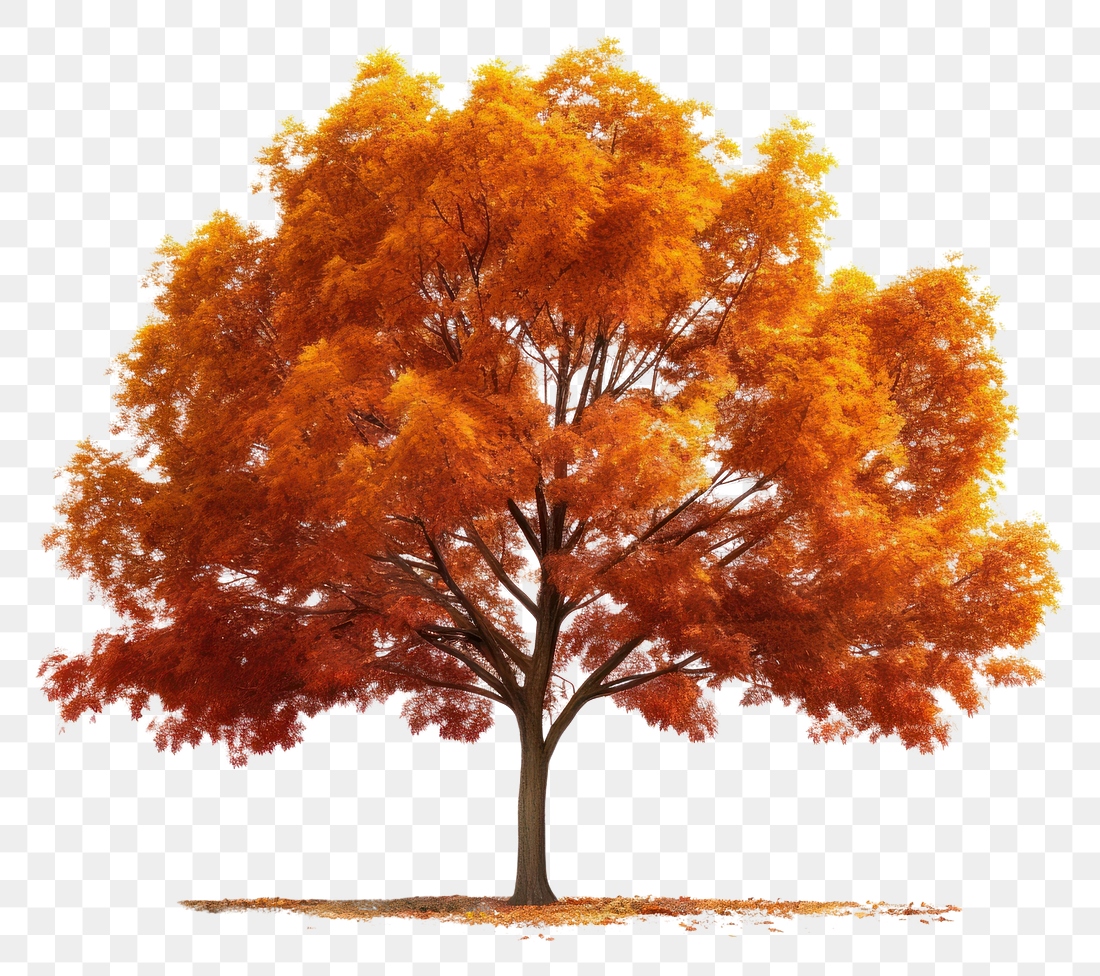 PNG Plant maple tree tranquility | Free PNG - rawpixel
