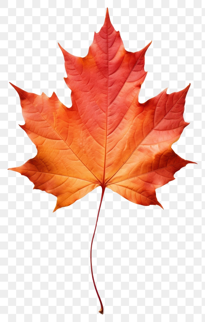 PNG Maple plant leaf tree. | Premium PNG - rawpixel