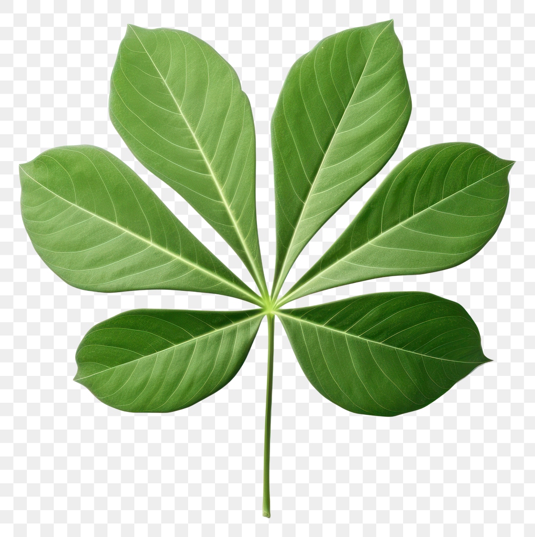 PNG Plant leaf xanthosoma freshness. | Premium PNG - rawpixel