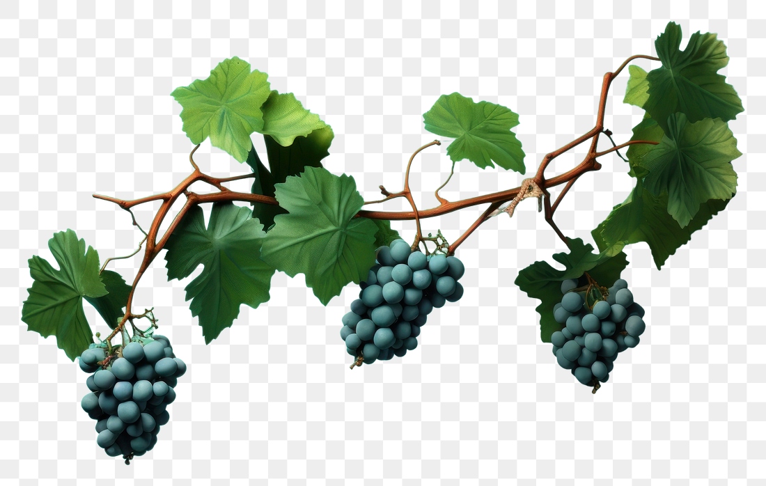 PNG Vine grapes plant fruit. | Premium PNG - rawpixel