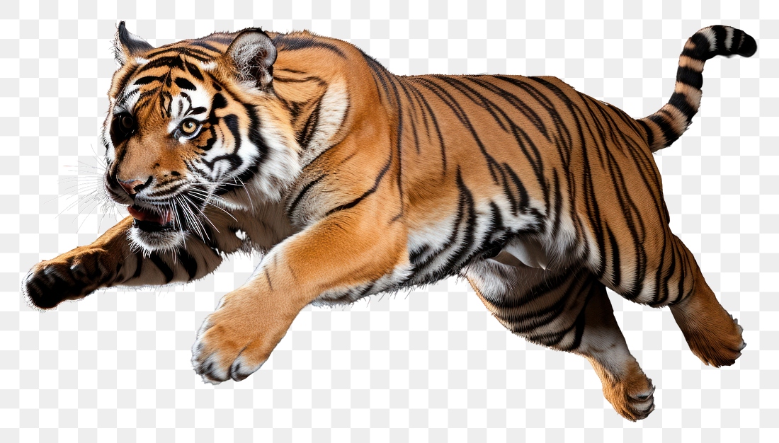 PNG Tiger wildlife animal mammal. | Premium PNG - rawpixel