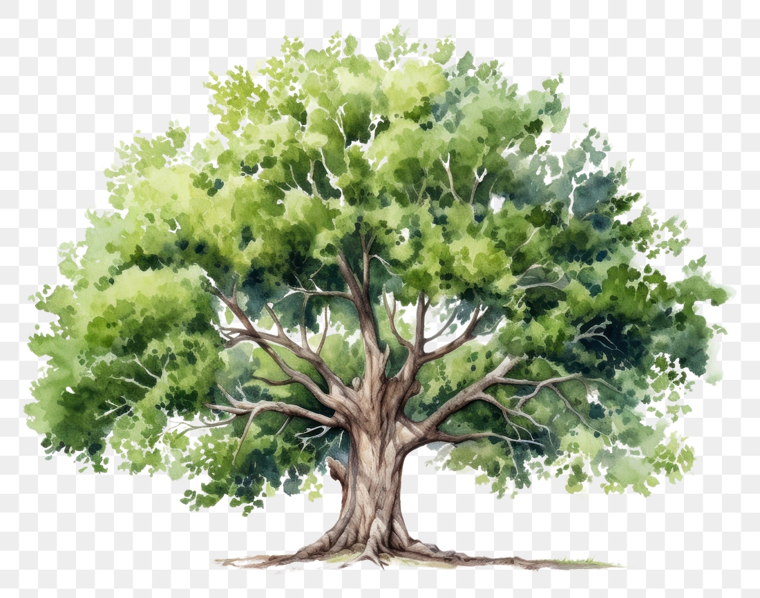 PNG Tree drawing sketch plant. | Premium PNG - rawpixel