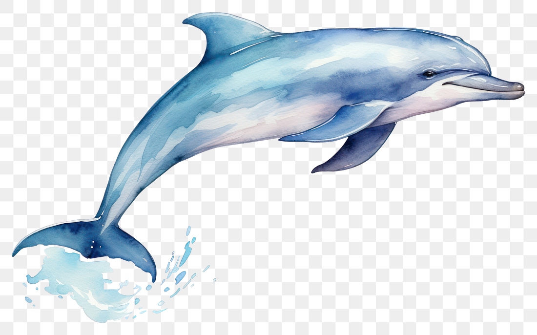 PNG Dolphin animal mammal fish. | Free PNG - rawpixel