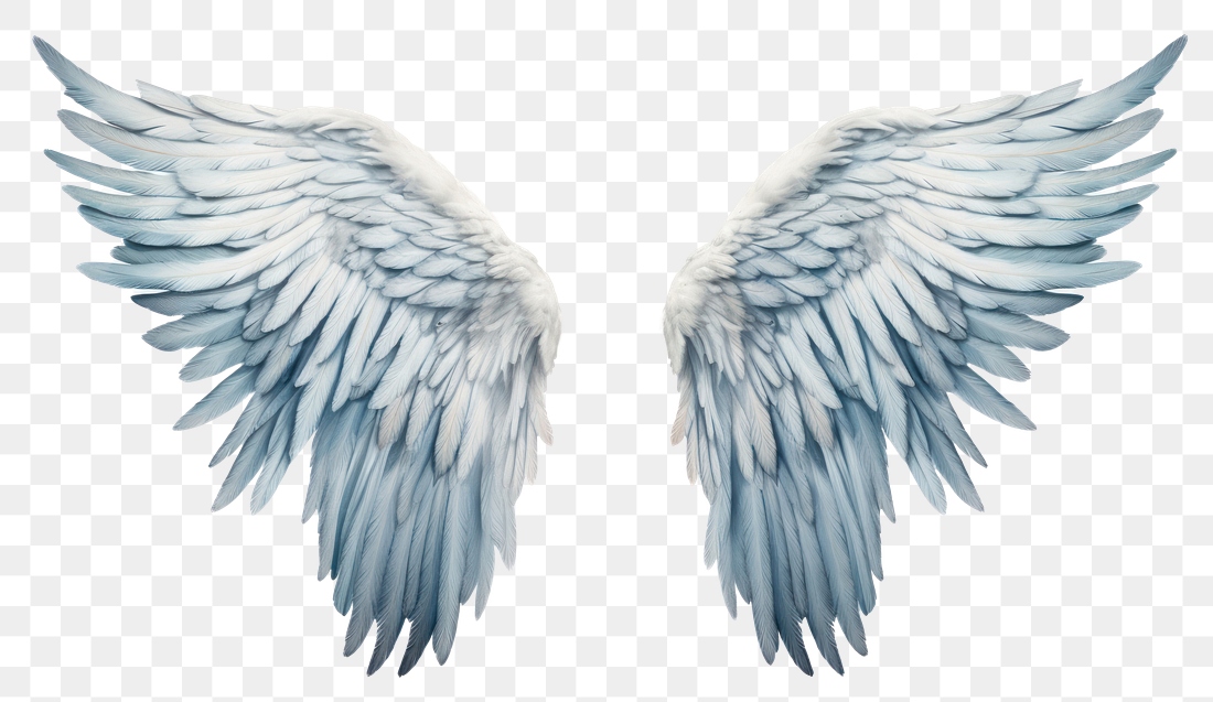 PNG Angel bird archangel feather | Premium PNG - rawpixel
