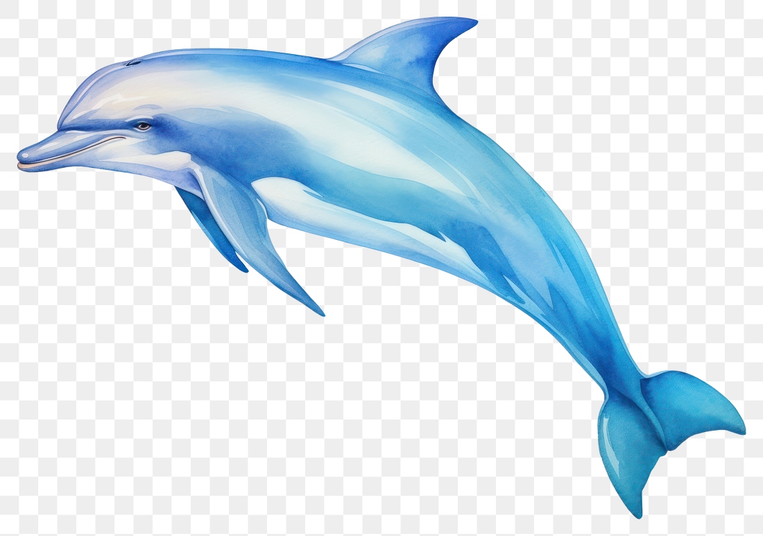 PNG Dolphin animal mammal fish | Premium PNG - rawpixel