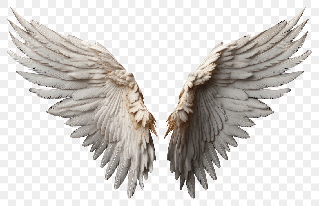 PNG Angel flying bird wing | Premium PNG - rawpixel