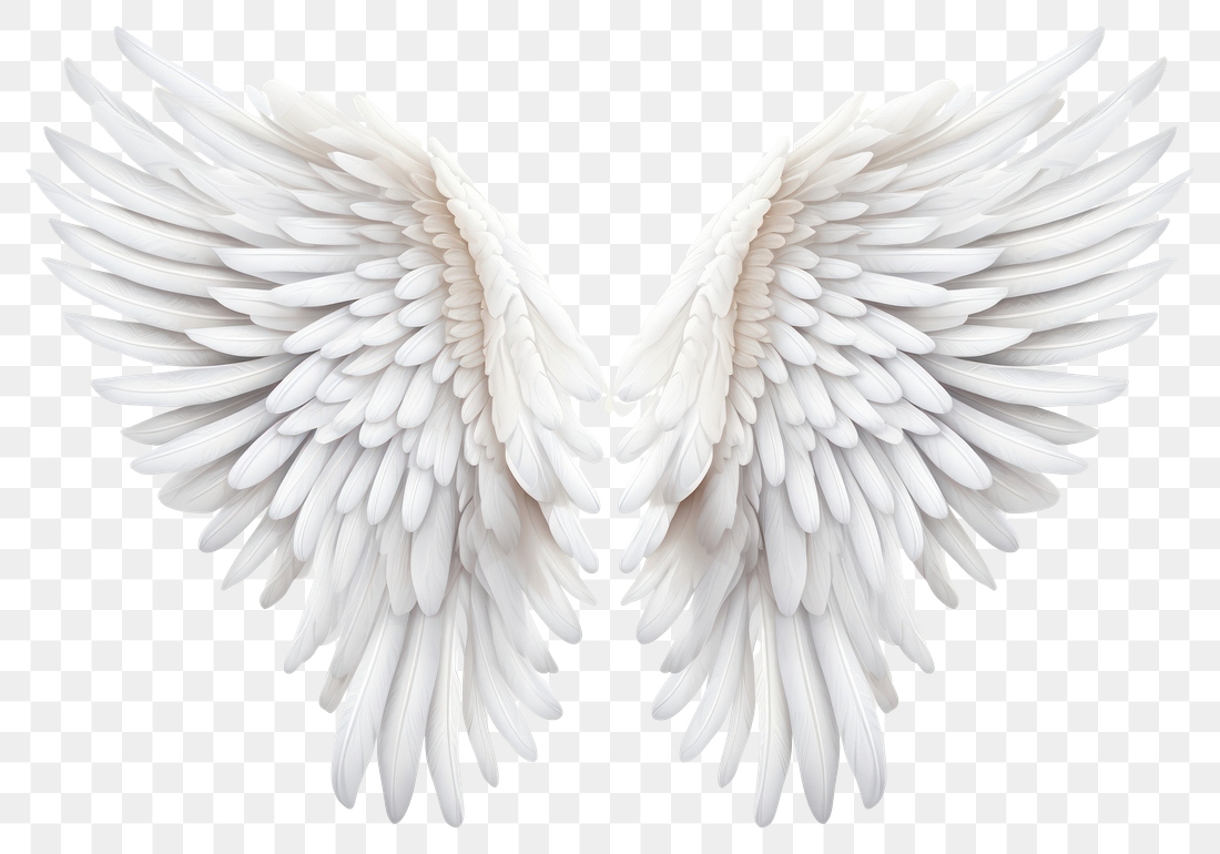 PNG Angel bird archangel feather. | Premium PNG - rawpixel