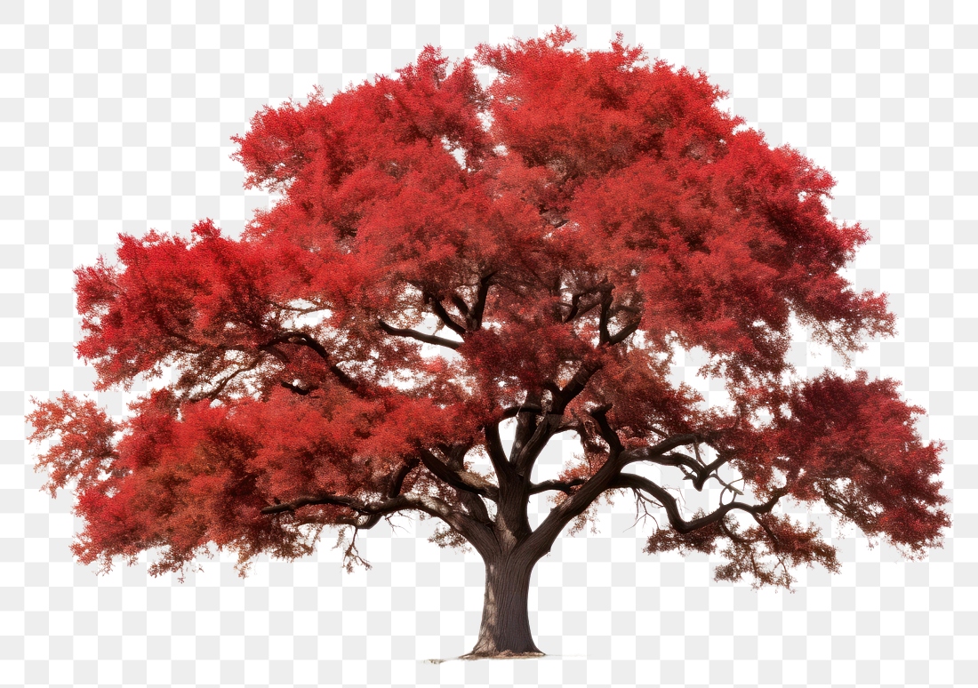 PNG Plant maple tree tranquility | Premium PNG - rawpixel