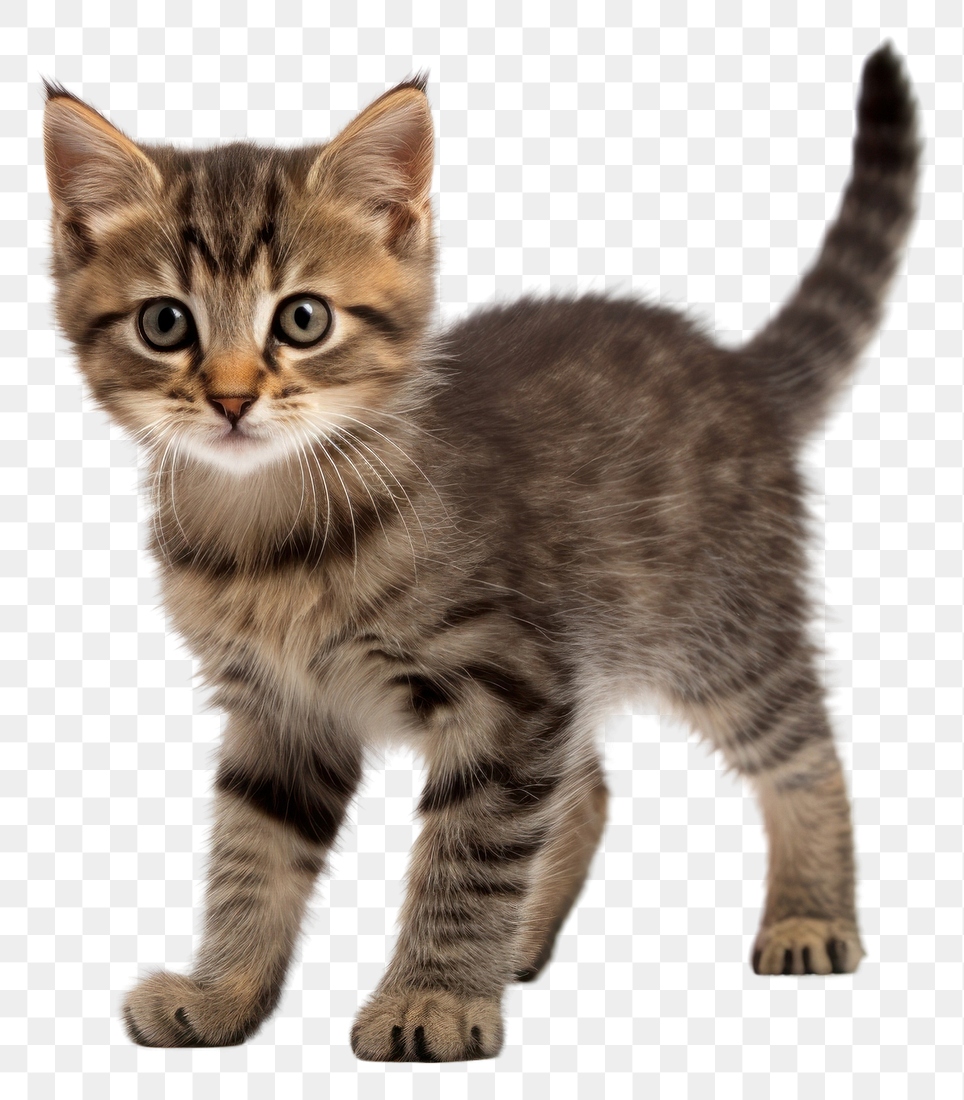 PNG Kitten standing mammal animal. | Premium PNG - rawpixel