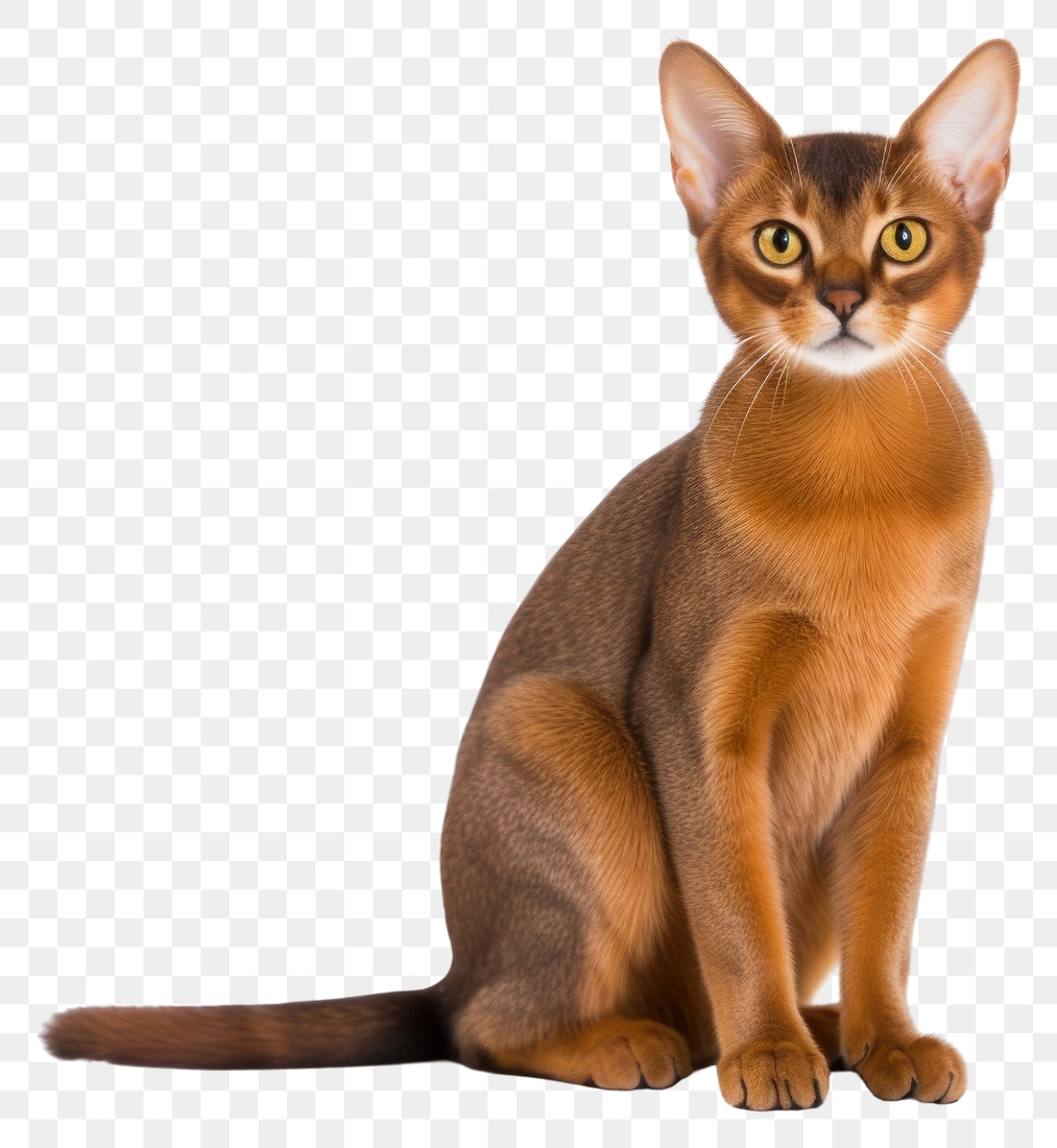 PNG Abyssinian animal mammal pet | Free PNG - rawpixel