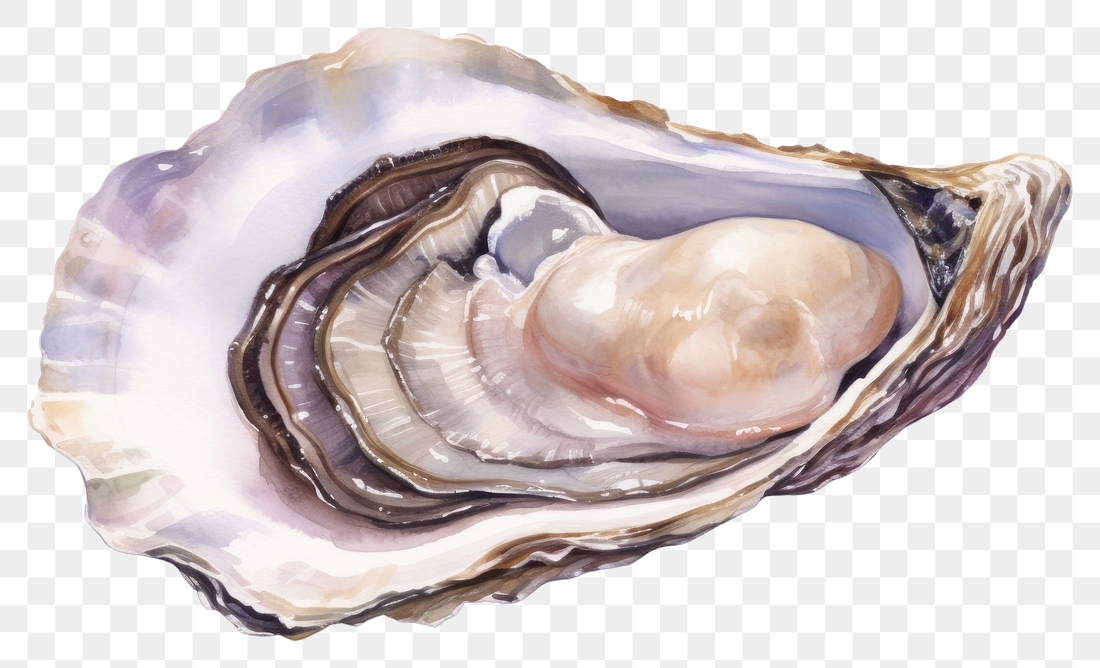 PNG Oyster seafood shell invertebrate. | Premium PNG - rawpixel
