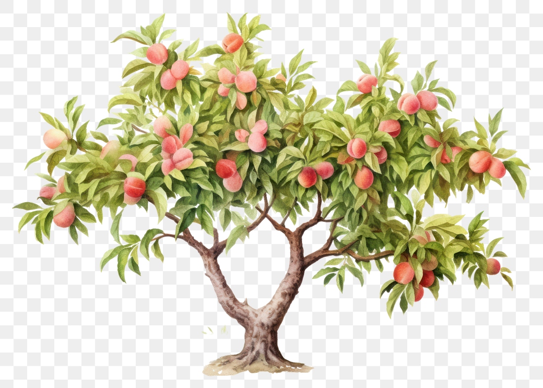 PNG Plant fruit peach freshness. | Premium PNG - rawpixel