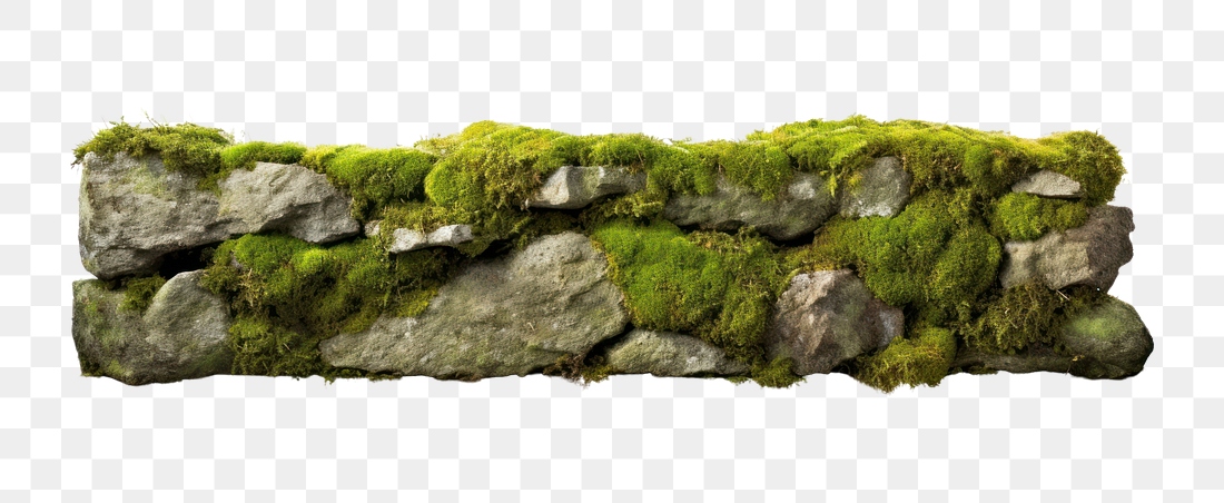 PNG Moss wall plant rock. | Premium PNG - rawpixel