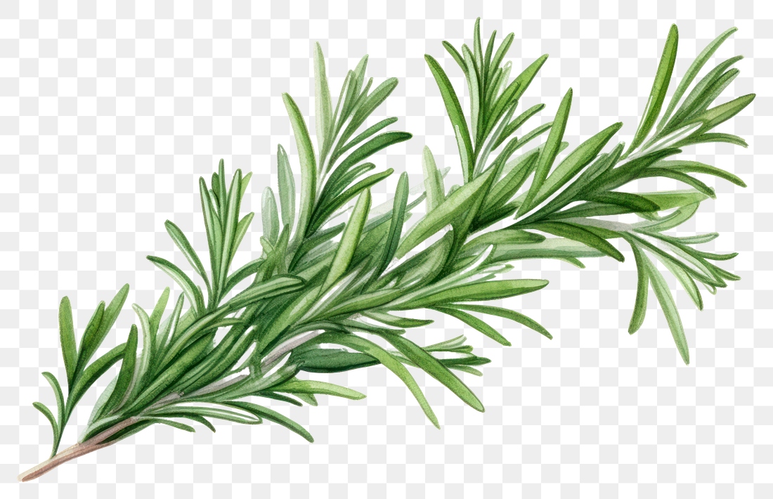 PNG Rosemary plant herbs freshness | Free PNG - rawpixel