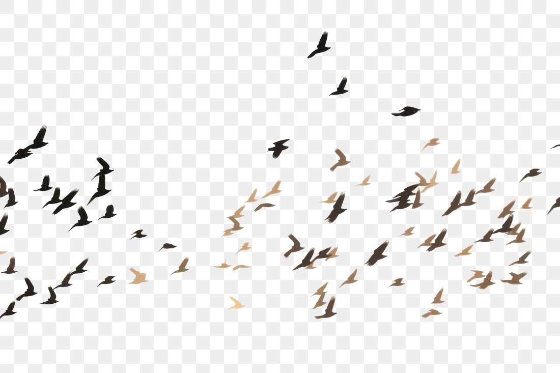 Wildlife animal flying flock. | Premium PNG - rawpixel