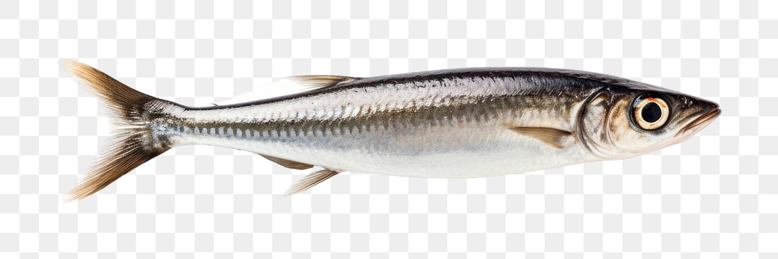 PNG Seafood sardine animal fish. | Premium PNG - rawpixel