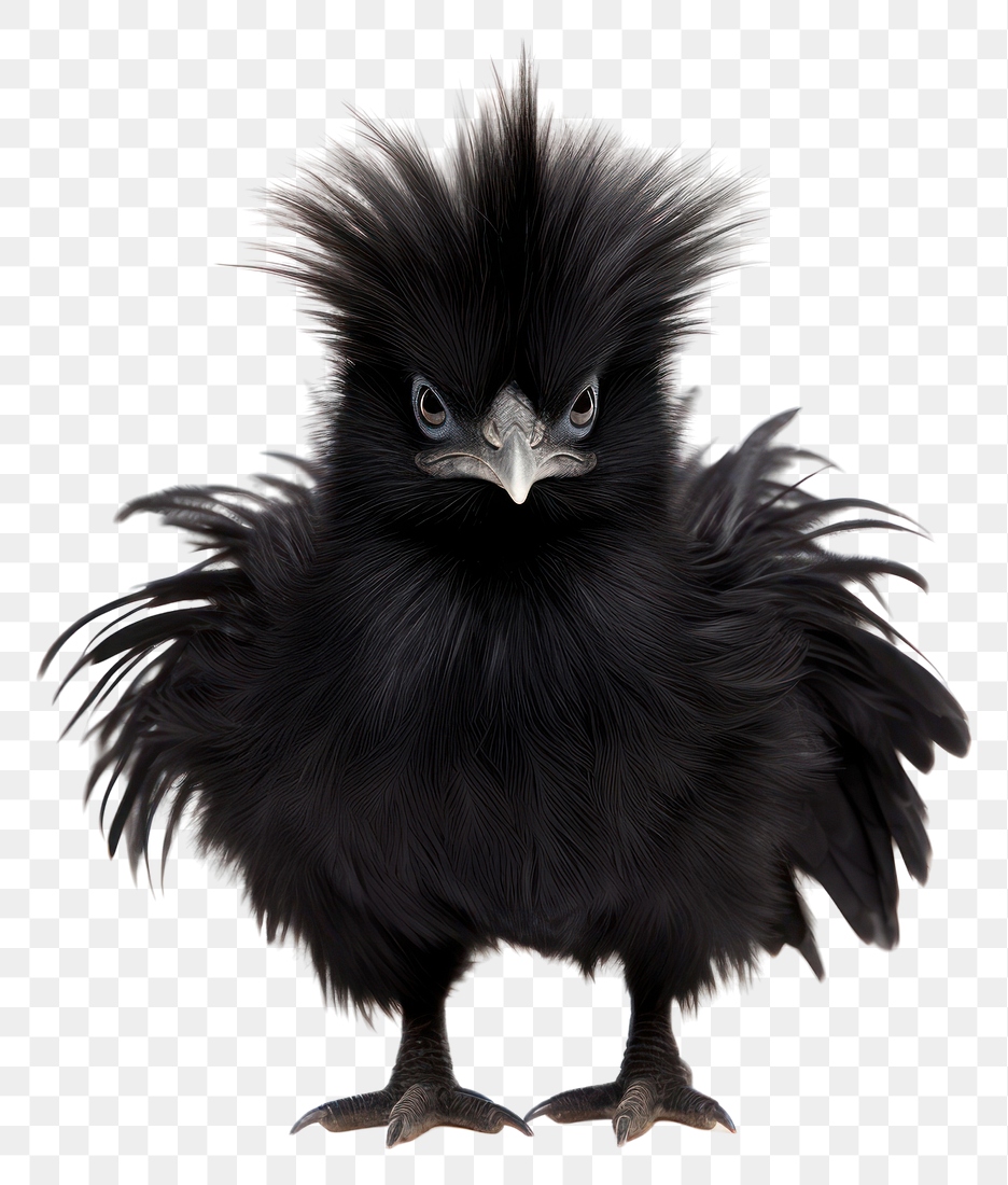 PNG Animal bird beak blackbird. | Premium PNG - rawpixel