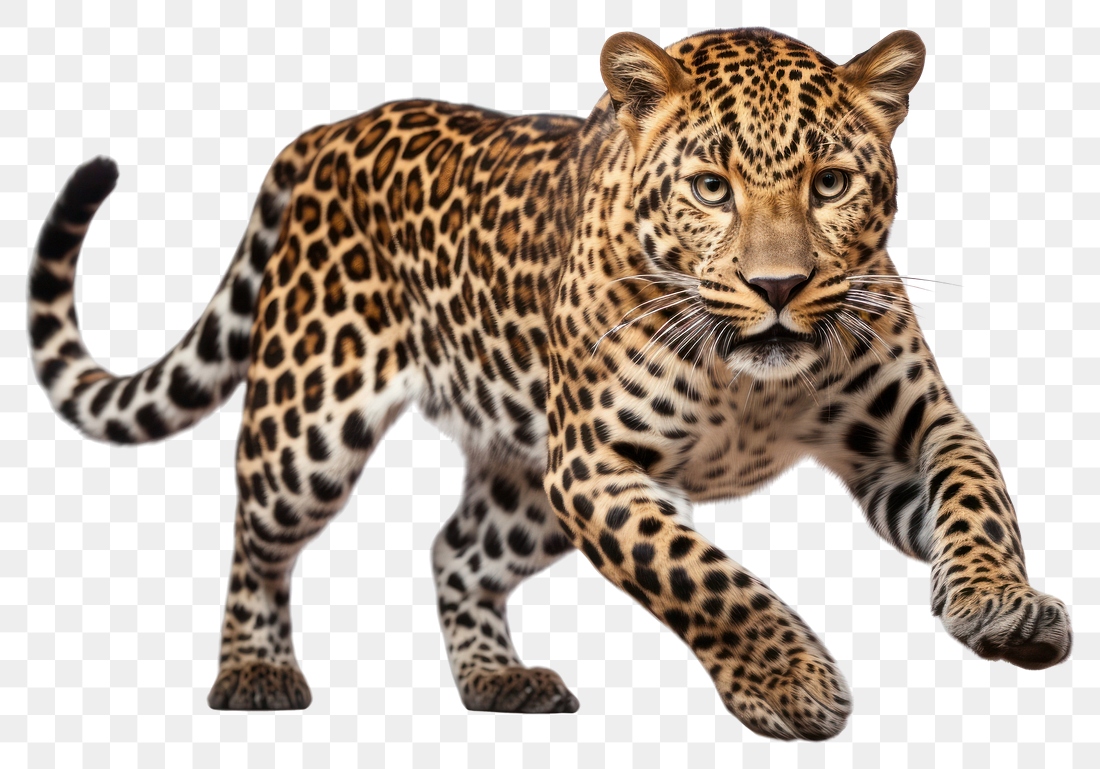 PNG Leopard wildlife animal mammal. | Premium PNG - rawpixel