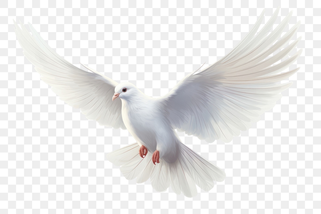 PNG Animal flying white bird | Premium PNG - rawpixel